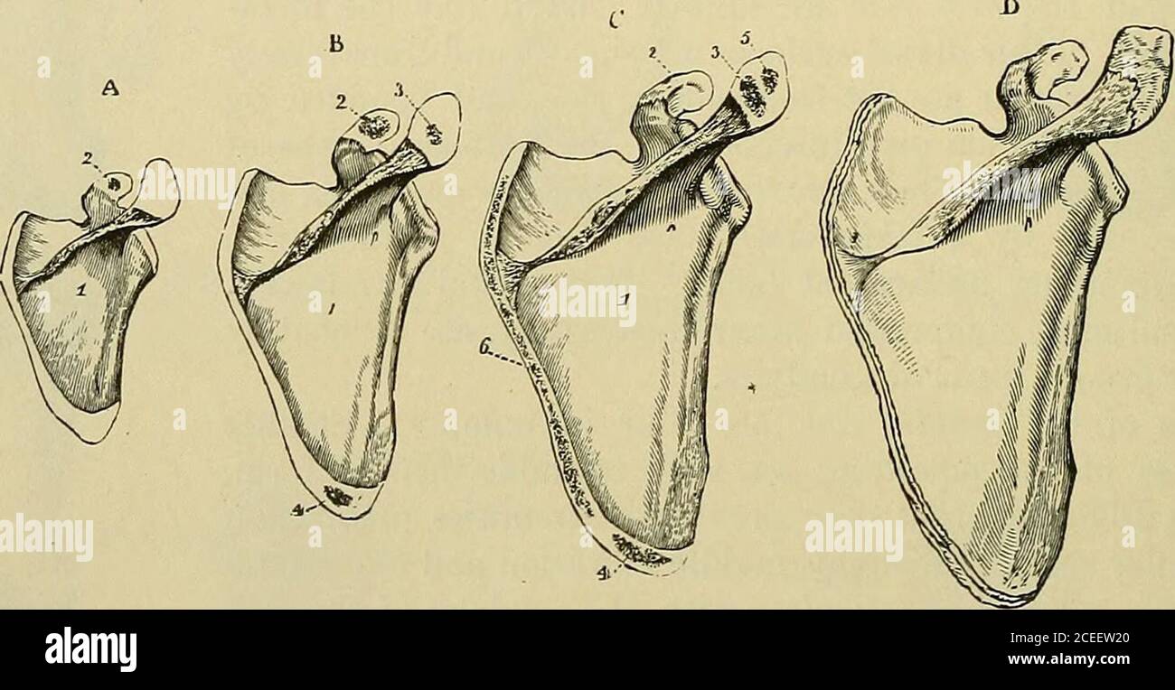 . Quain's Elements of anatomy. 1 year. 15 or 16 years. 17 or 18 jears ...