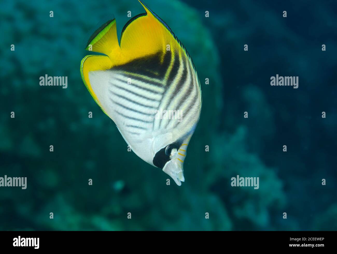 Threadfin butterflyfish, Chaetodon auriga, on coral reef, in red sea ...