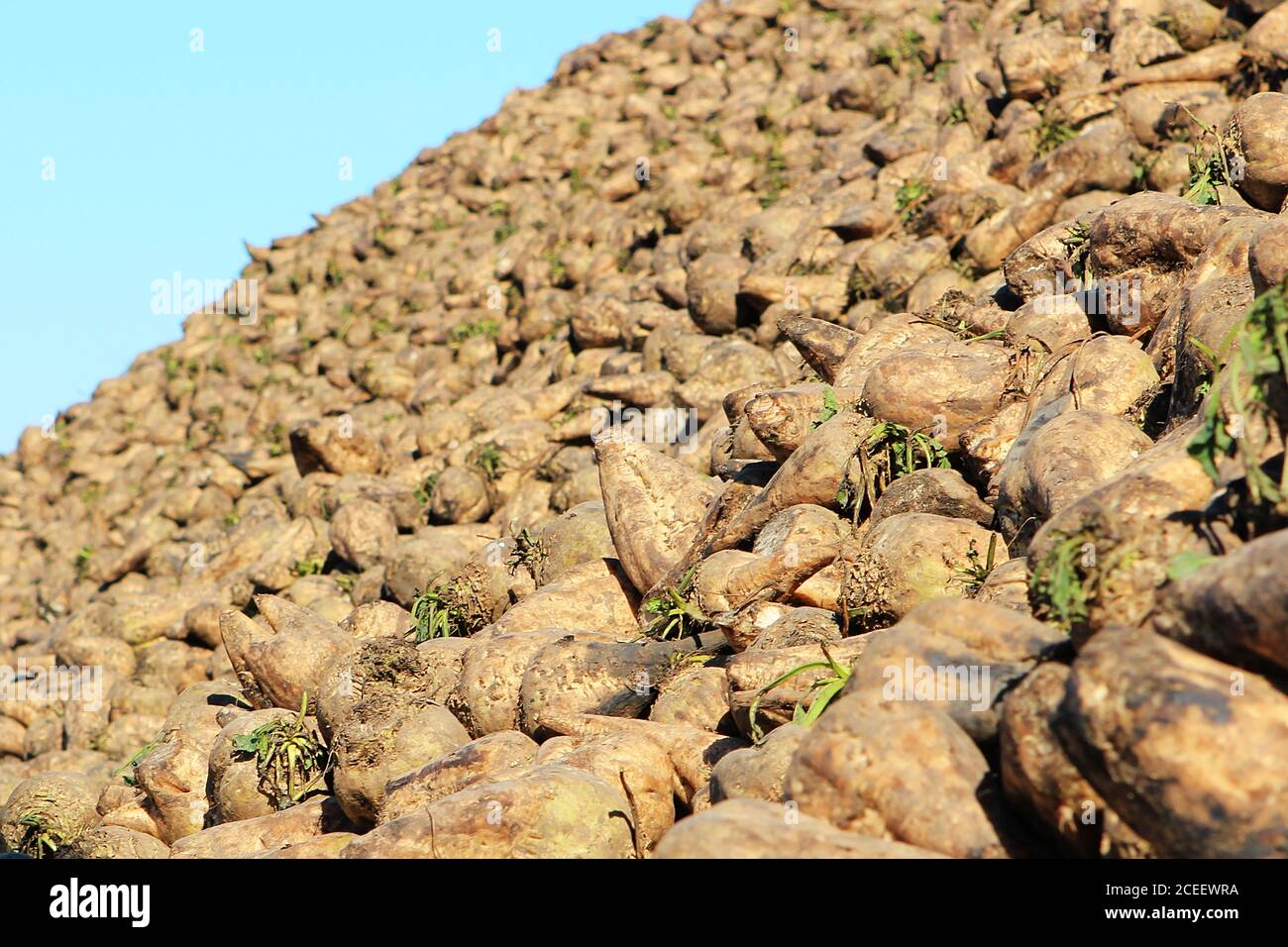 Sugar beet pile at the field after harvest Stock Photo - Alamy