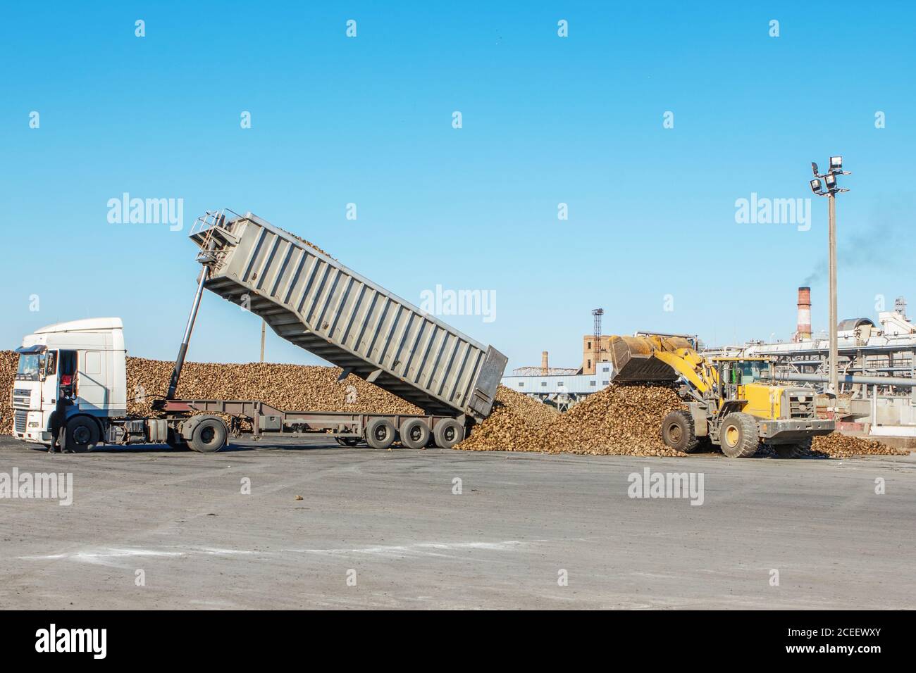 Front-end loader in action on the loading of sugar beet at a sugar ...