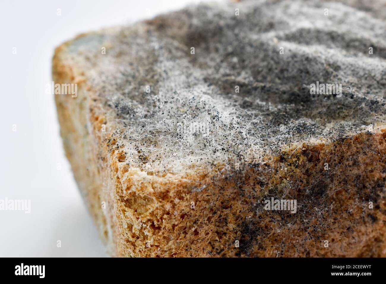 Bread mold close up hi-res stock photography and images - Alamy