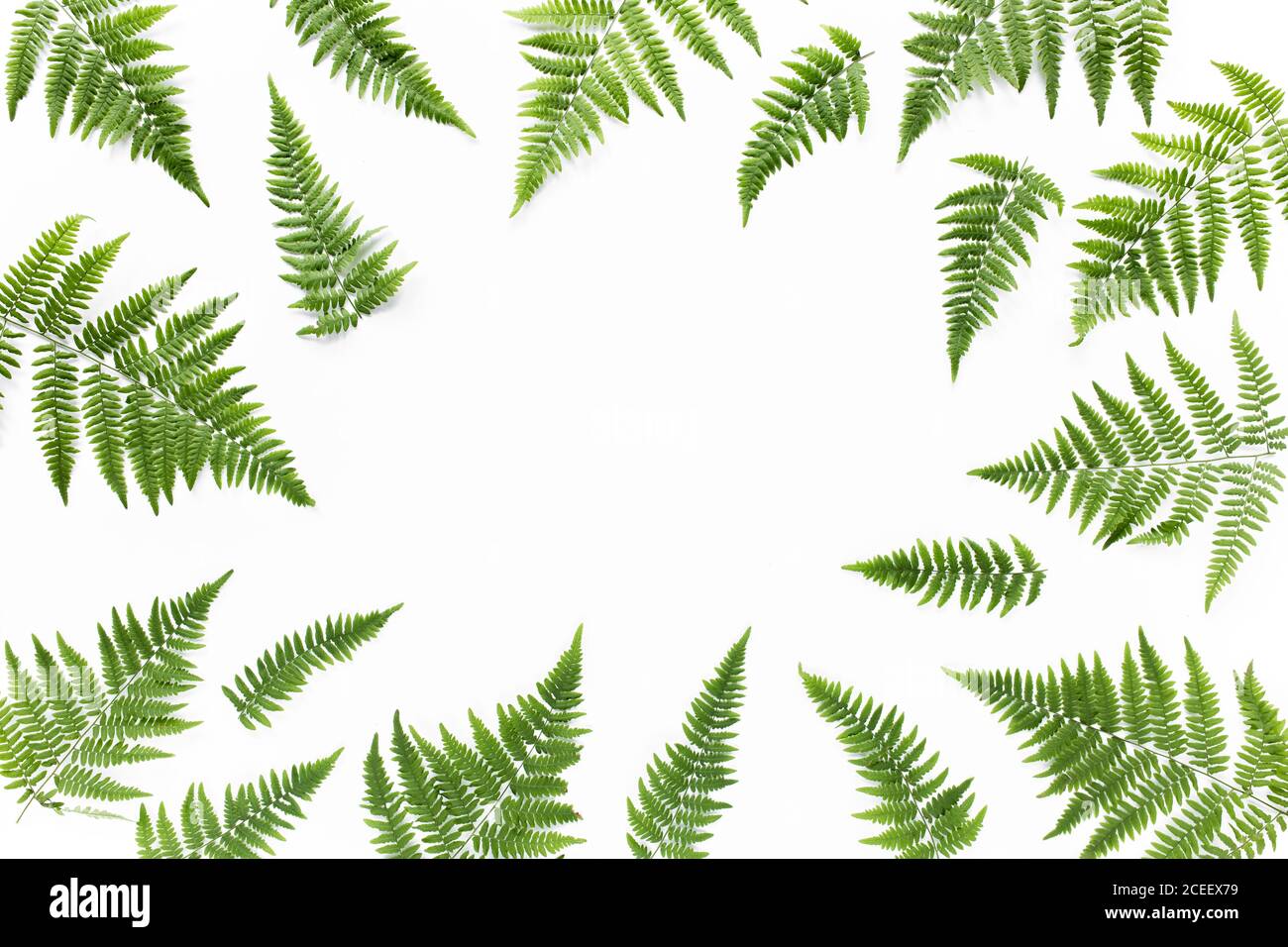 texture fern branches isolated on white background. flat lay, top view ...