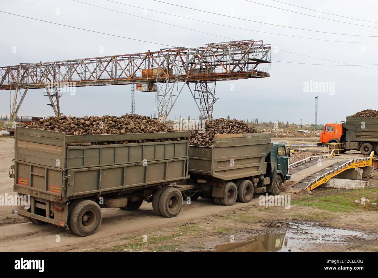 sugar beet harvest - truck waiting in front of off-loaded beet in ...