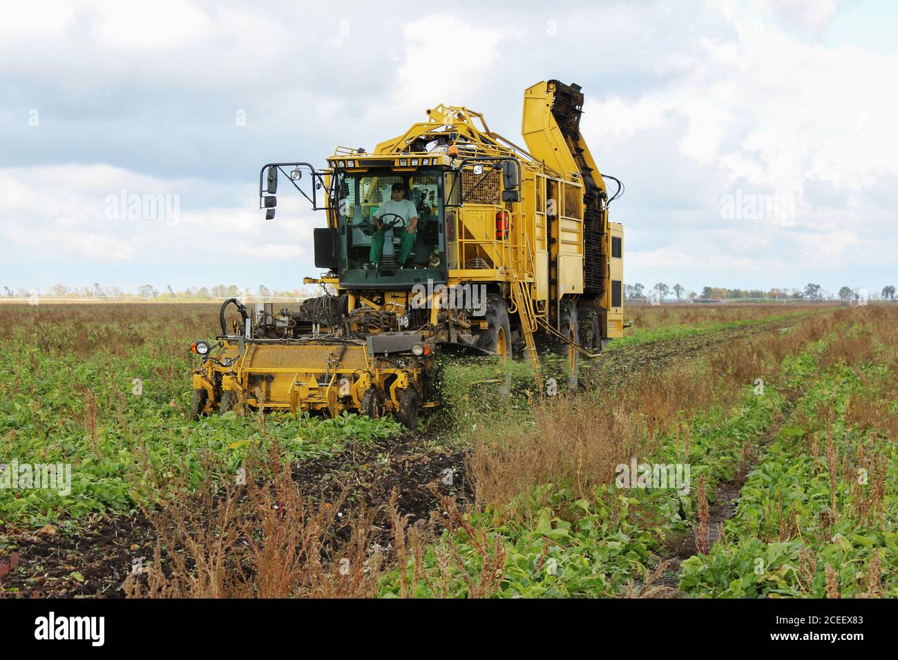 Sugar Beet Harvesting Machine High Resolution Stock Photography and ...
