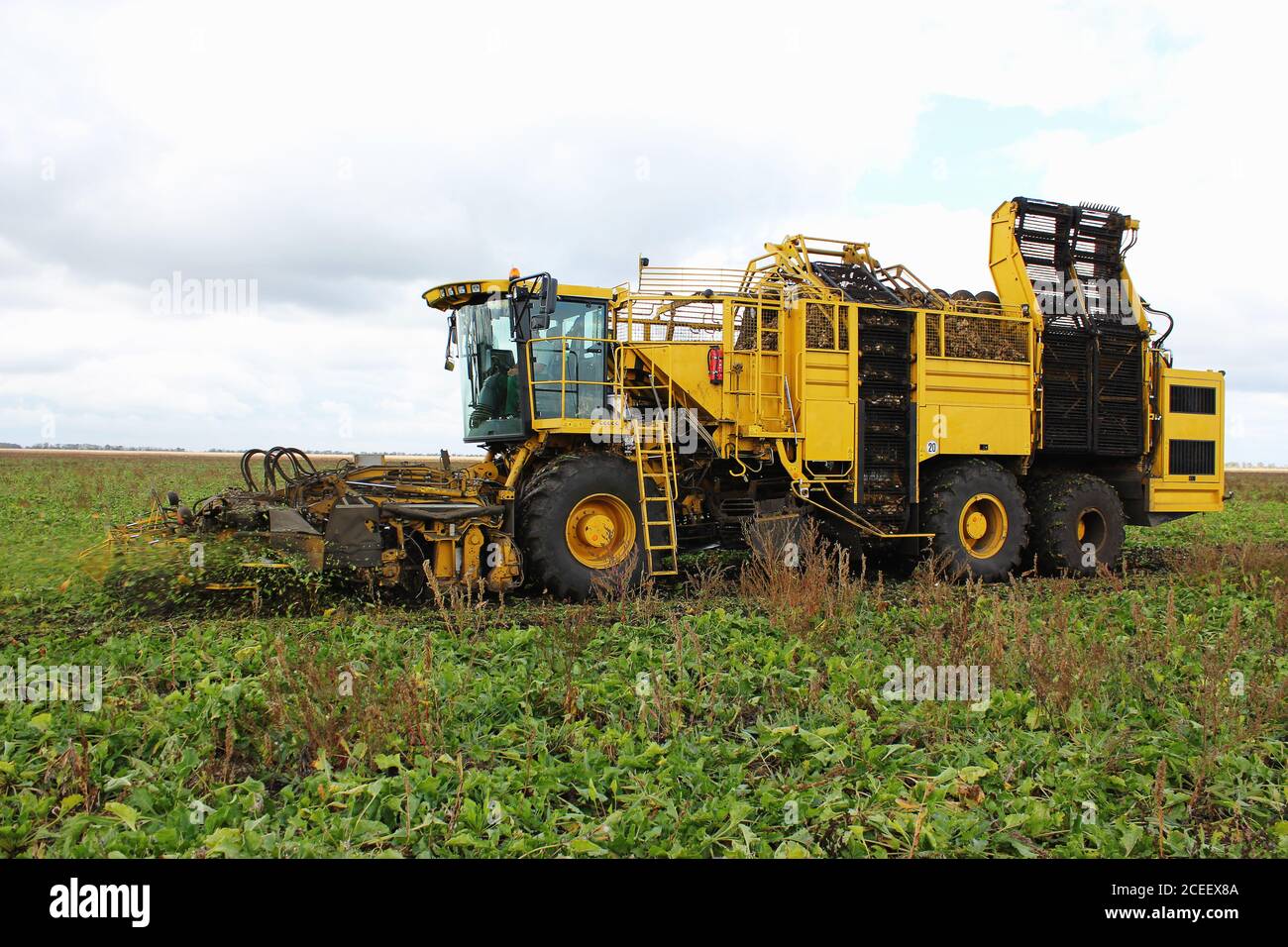 beet harvester. Agricultural vehicle harvesting sugar beets. After the ...