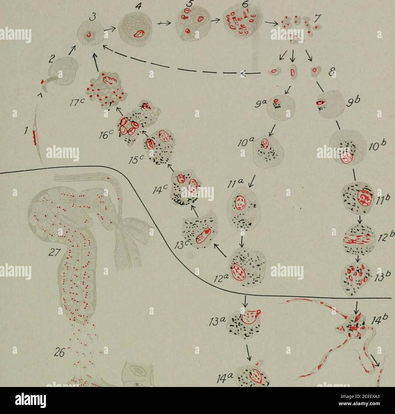 . Pathogenic micro-organisms, including bacteria and Protozoa; a ...