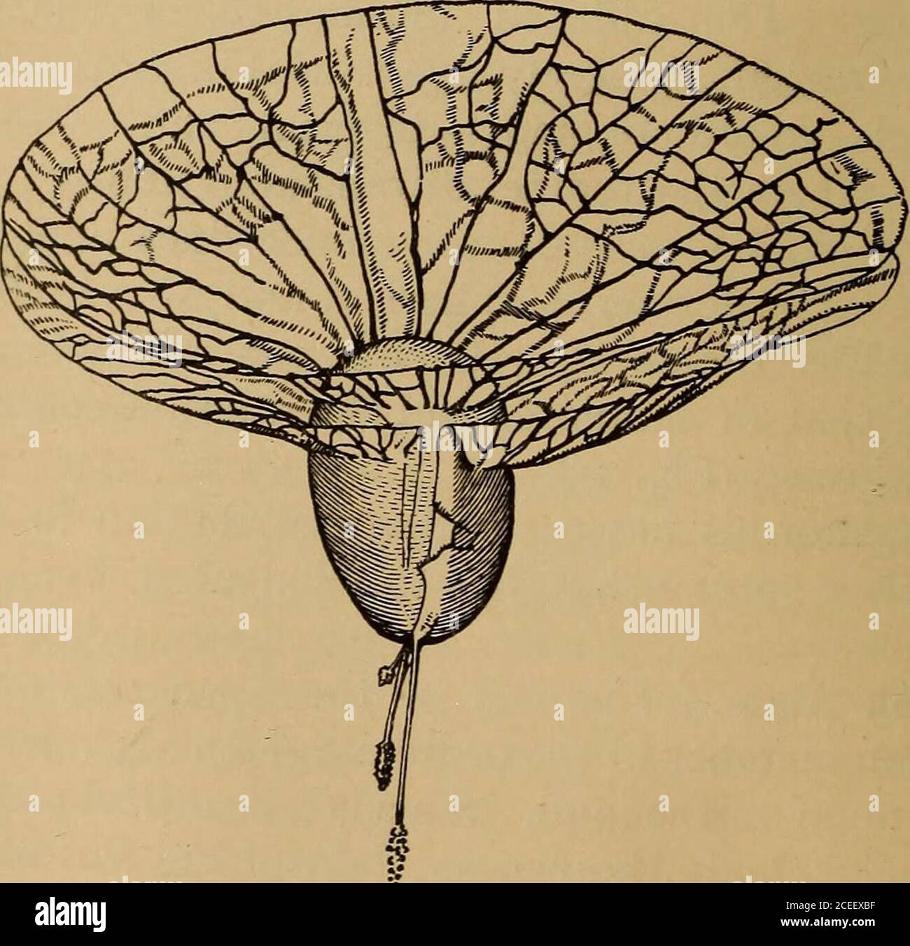 . Science of the sea. An elementary handbook of practical oceanography ...