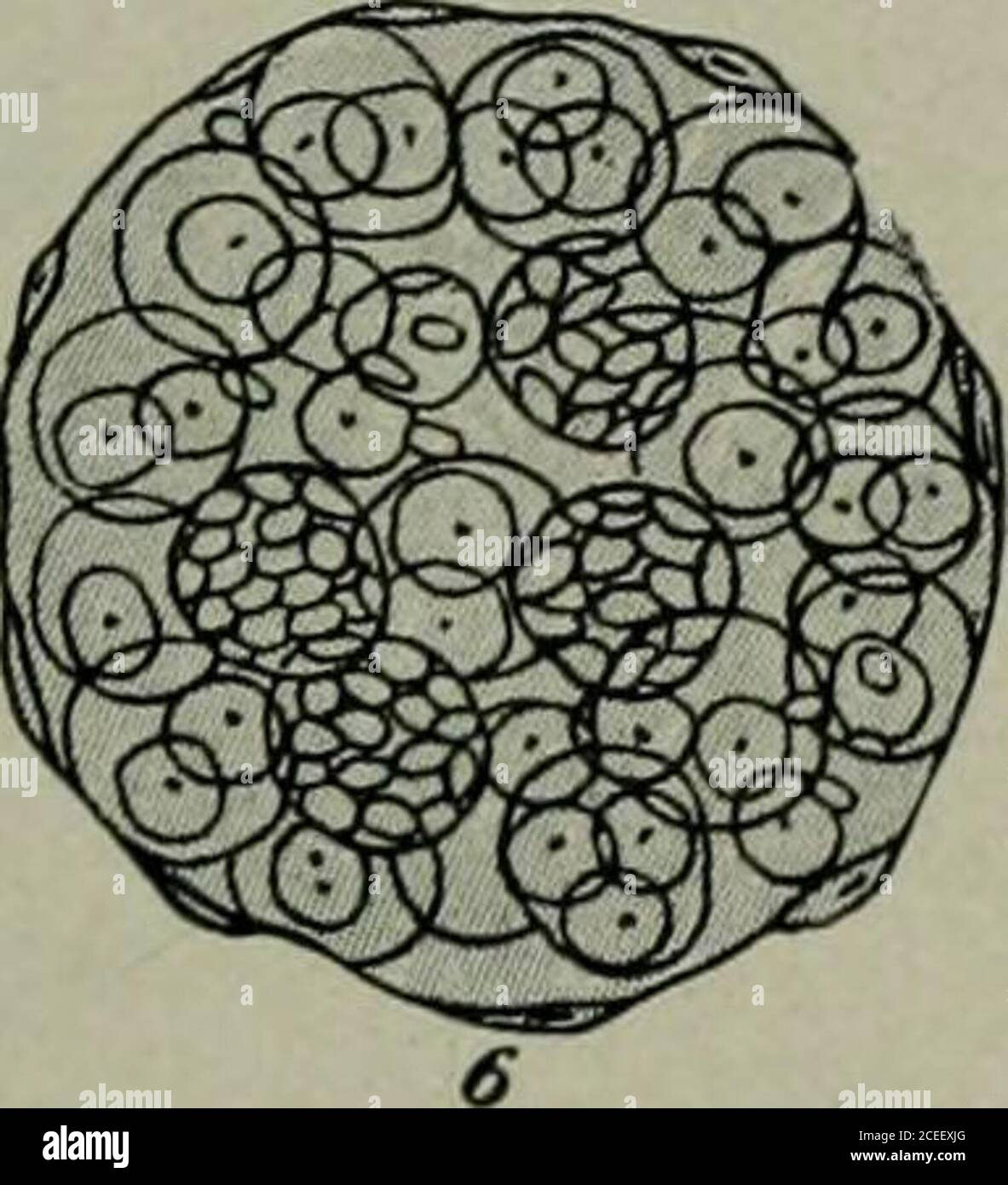 . Pathogenic micro-organisms, including bacteria and Protozoa; a ...