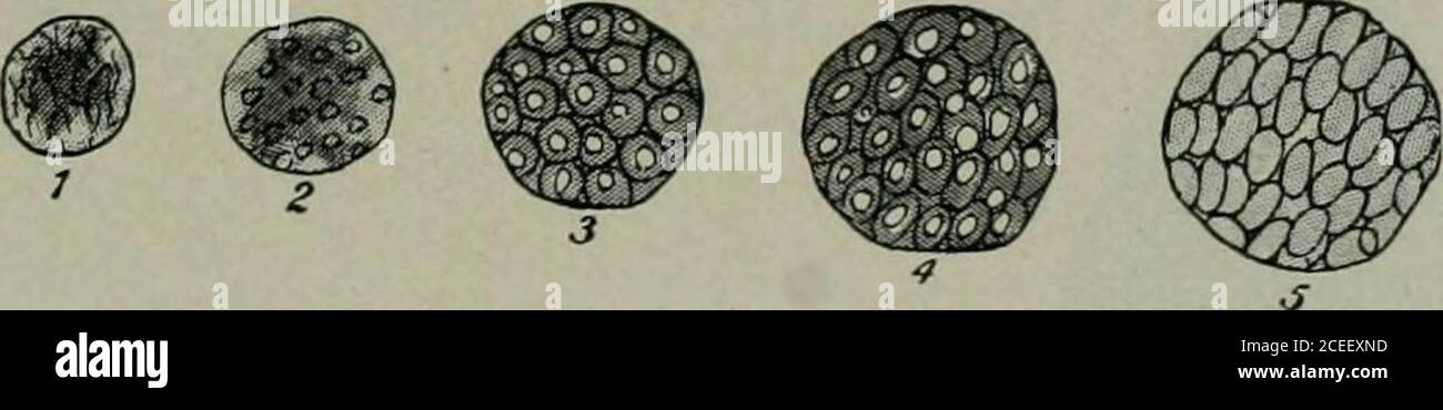 Oocyst hi-res stock photography and images - Alamy