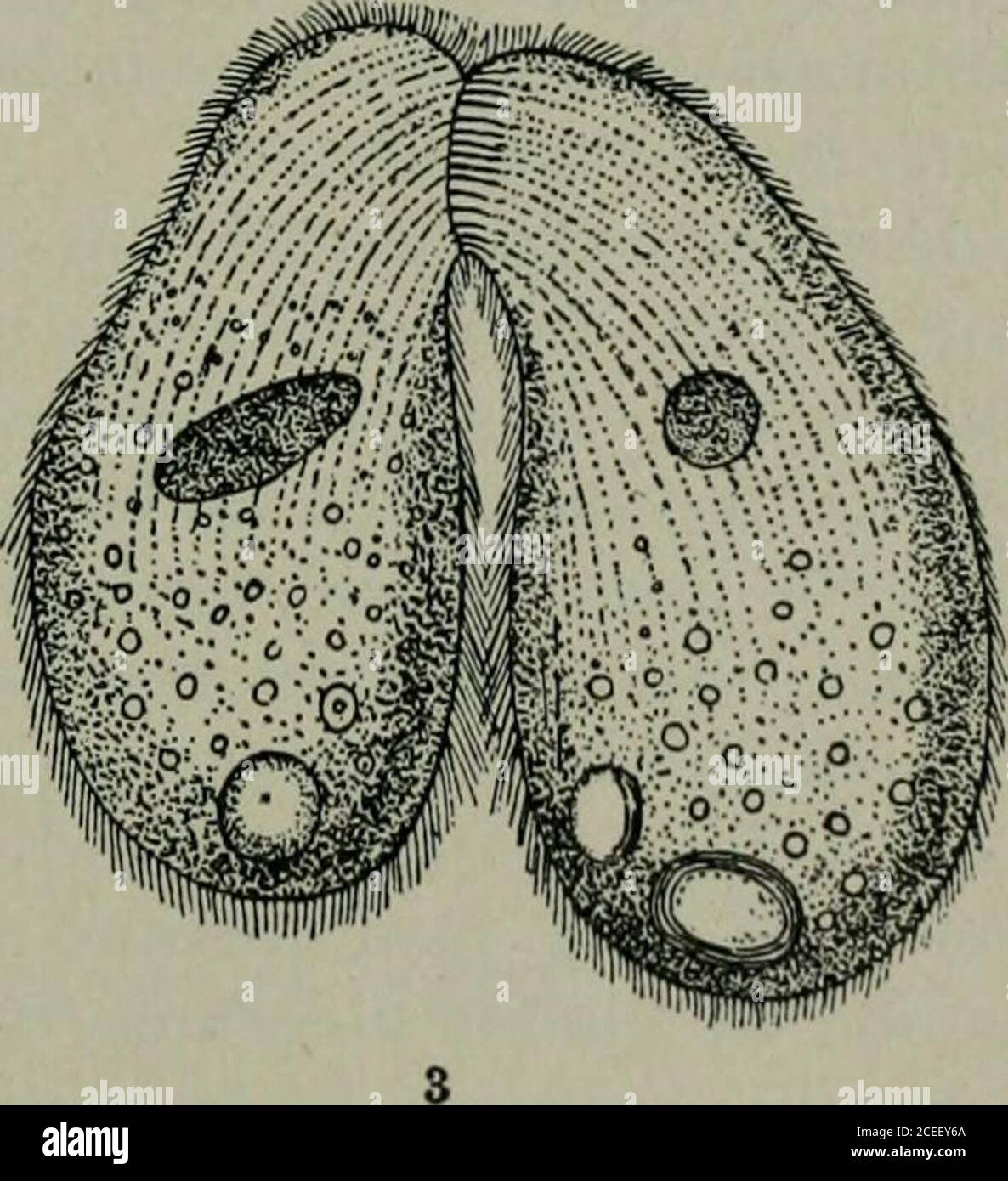 micronucleus function