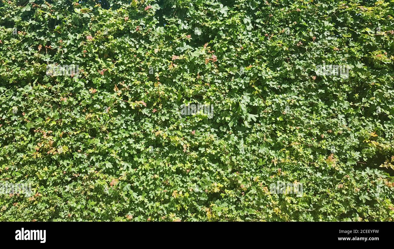 Green natural background. green leaves foliage texture background. Wall ...