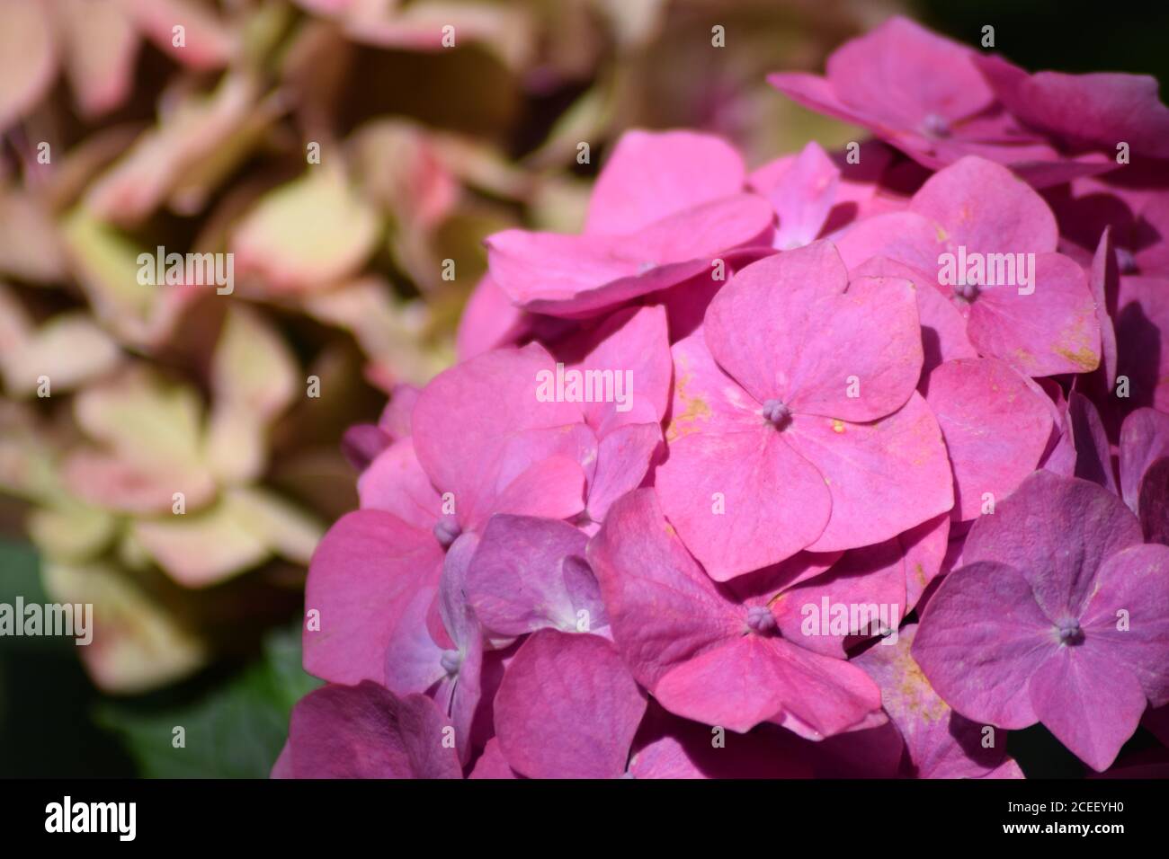 Pink hydrangea hi-res stock photography and images - Alamy