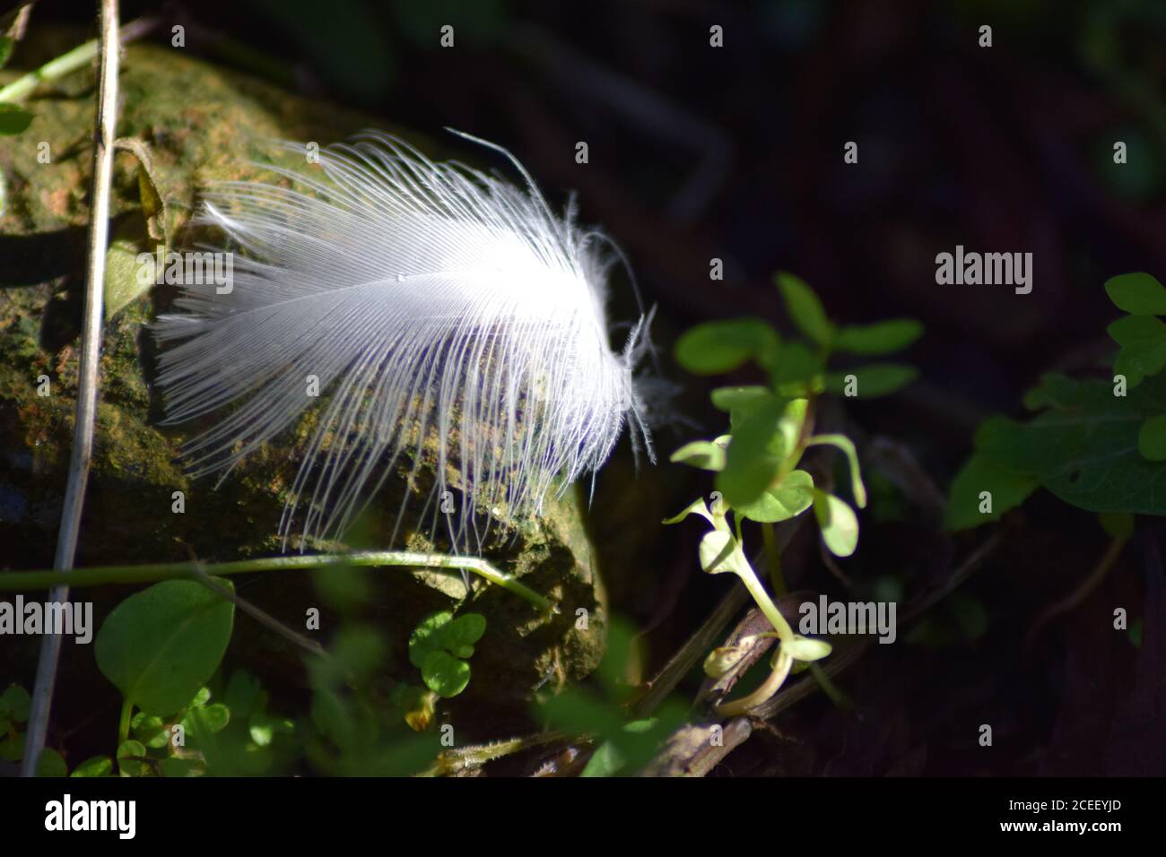 Good omen white feather hi-res stock photography and images - Alamy