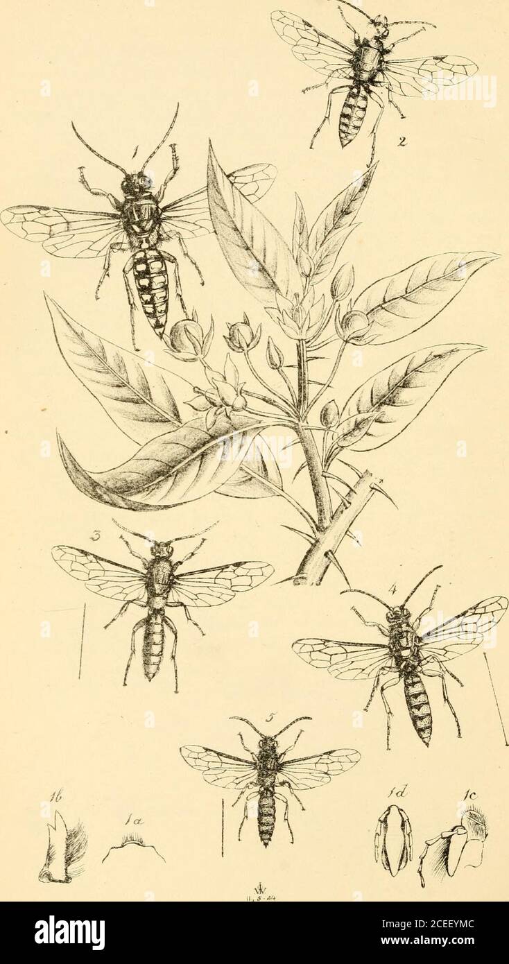 Ligni hi-res stock photography and images - Alamy