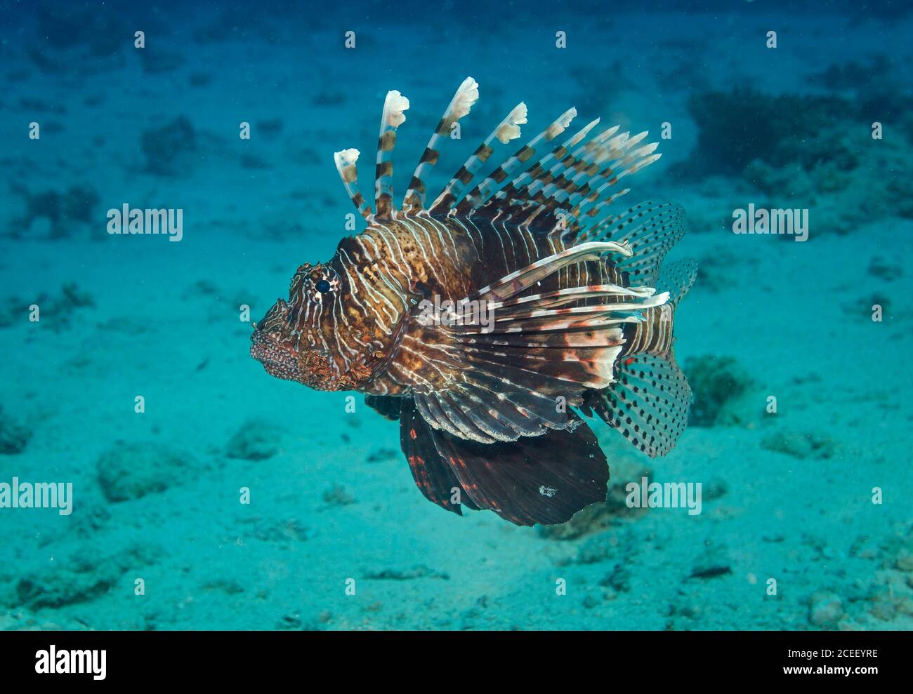 Common lionfish, Pterois volitans, swimming over sandy seabed by coral ...
