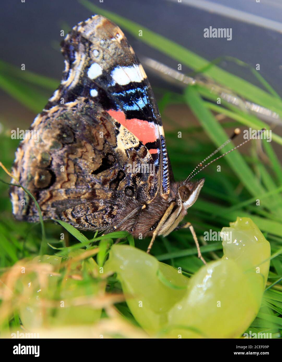 Macro Photography, bugs, and droplets credit Ian Fairbrother/Alamy ...