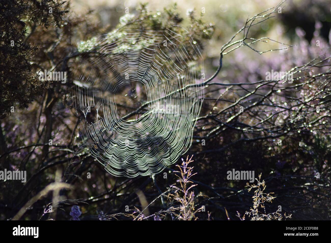 Cobweb hanging from bush hi-res stock photography and images - Alamy