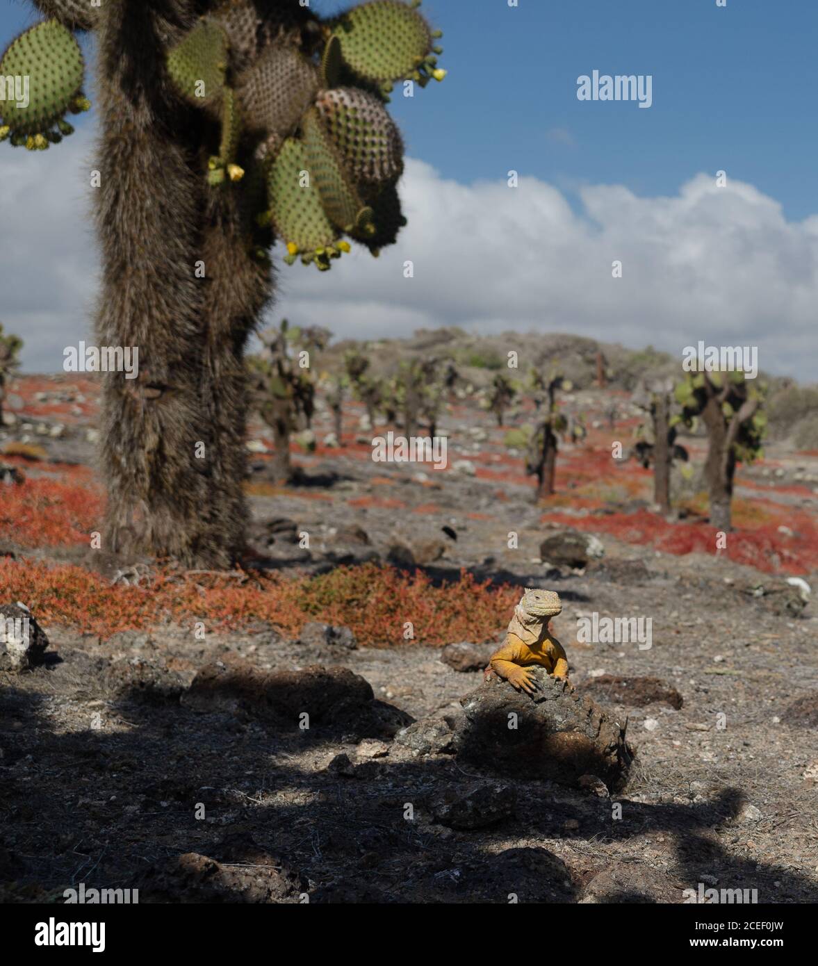 Iguana guards flowering cactus Stock Photo - Alamy