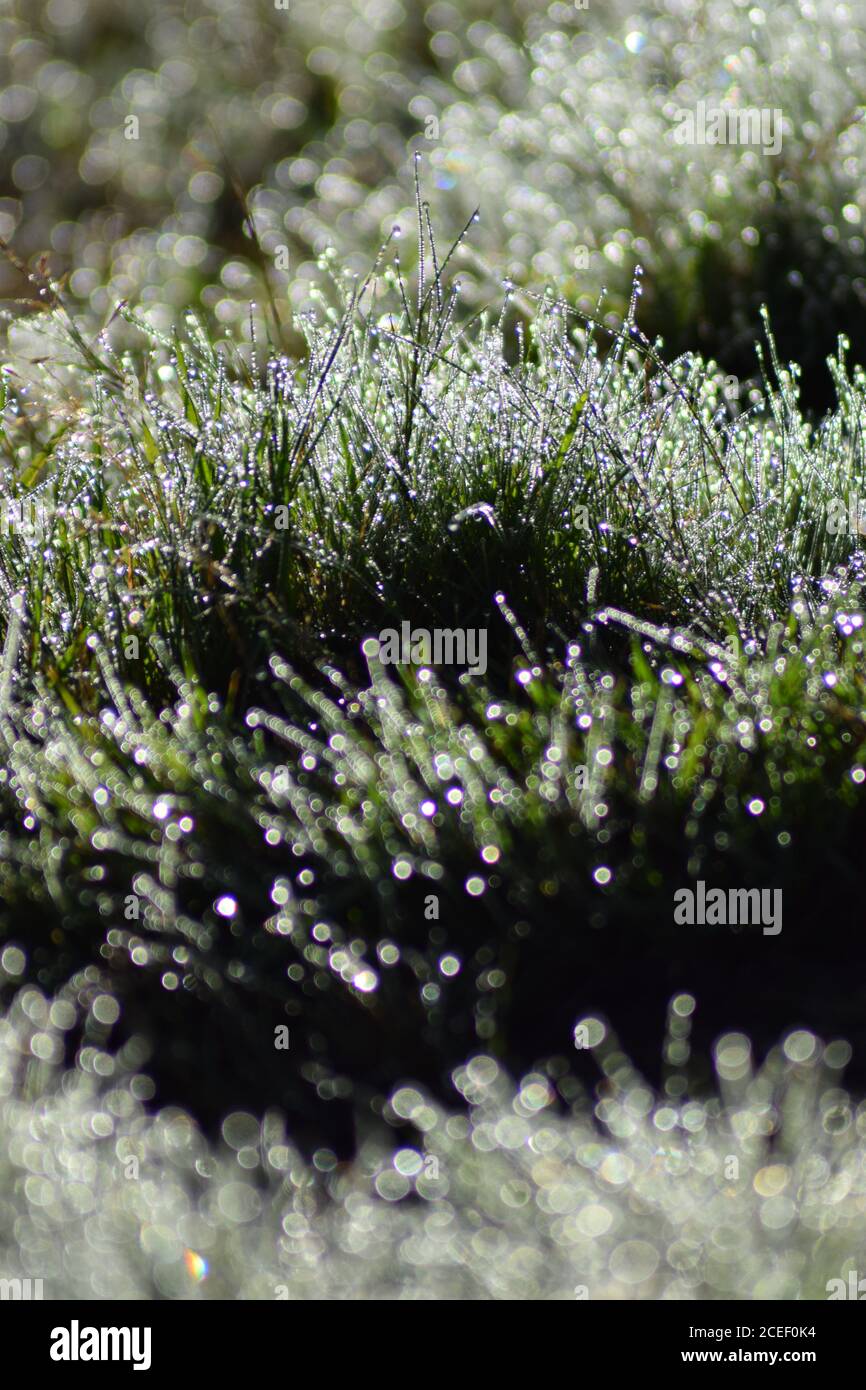Layers of dewy grass hi-res stock photography and images - Alamy