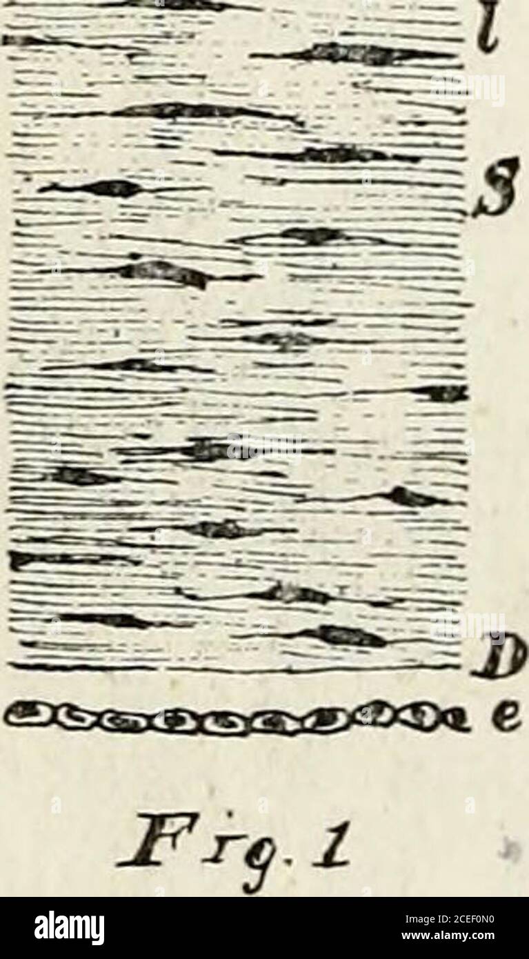 . Plexus. **** Stock Photo - Alamy