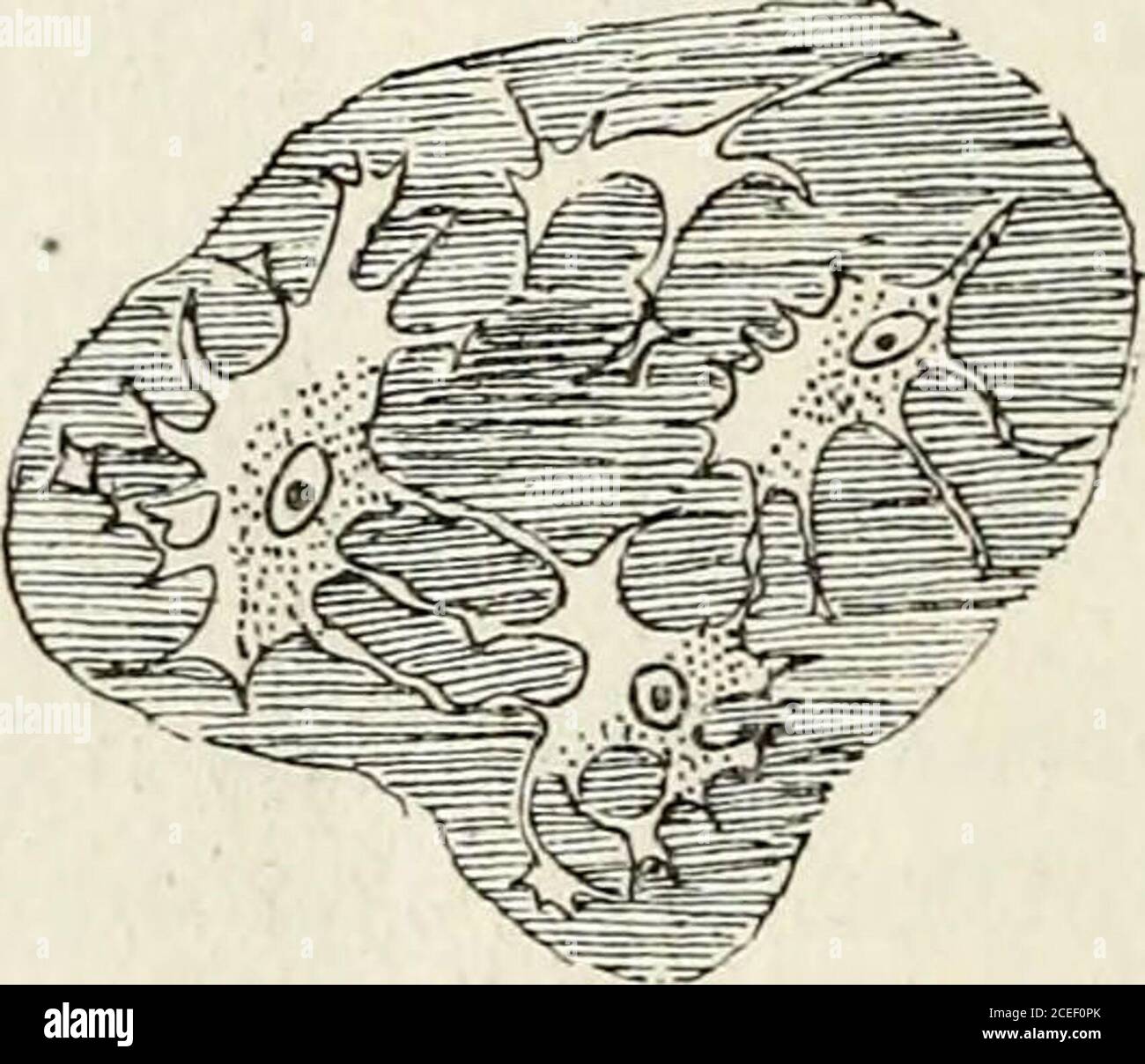 . Plexus. **** Stock Photo - Alamy