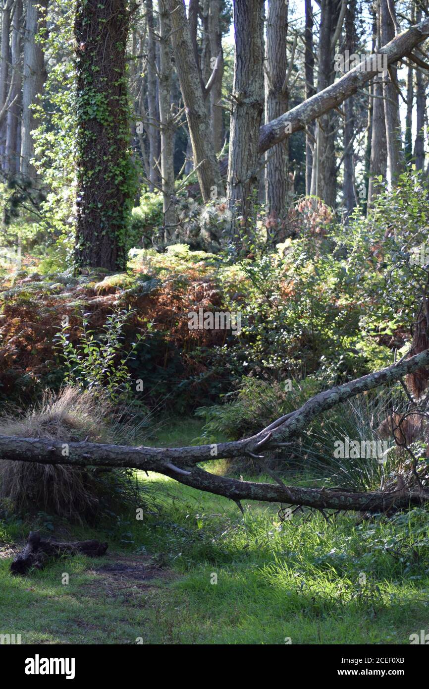 Parallel fallen branches hi-res stock photography and images - Alamy