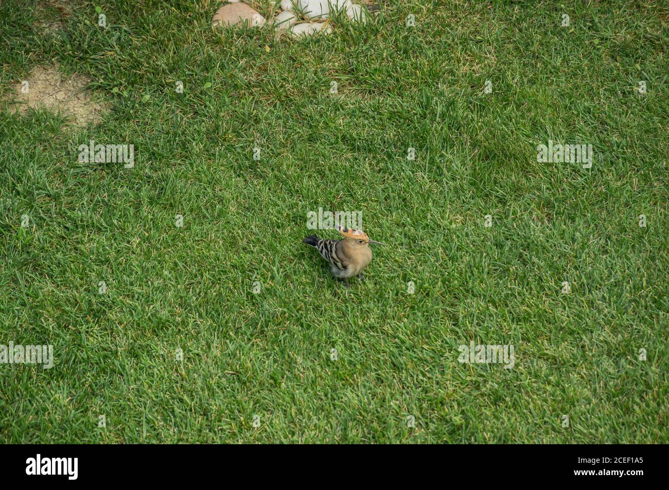 Hoopoe bird with bright plumage looking for insects in the grass. Bird ...