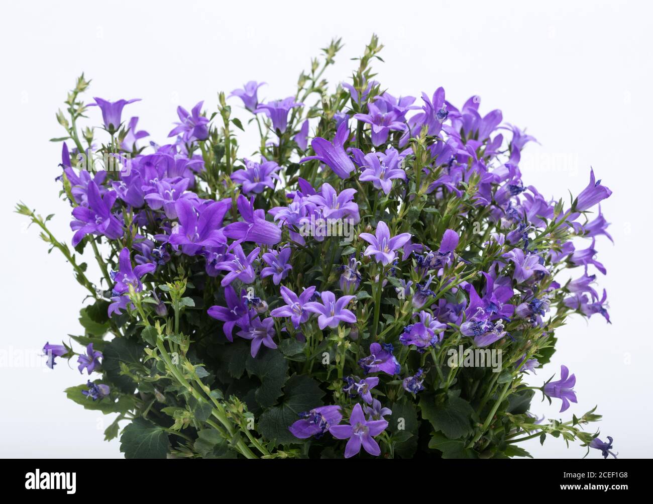 Beautiful vivid purple spring flower bush Dalmatian bellflower ...