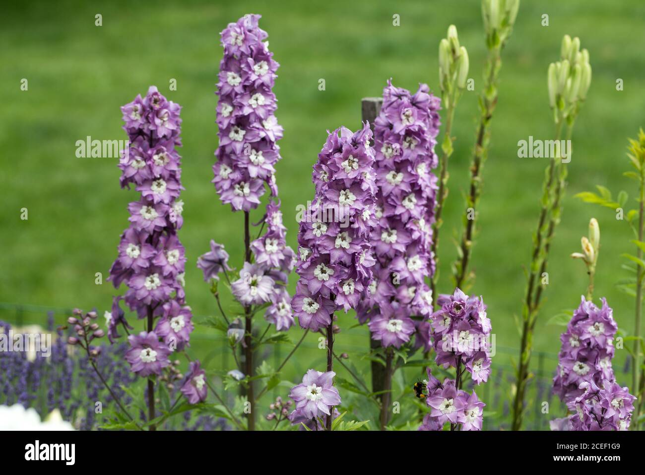 Purple Delphinium Flower in Garden Stock Photo - Alamy