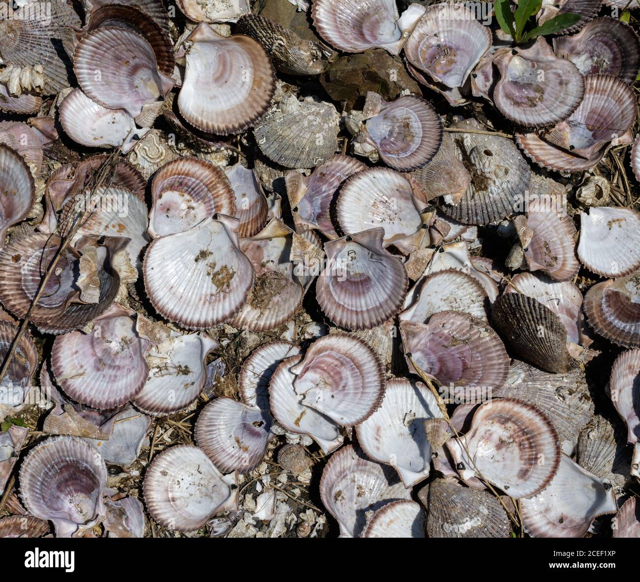 Many empty scallop shells on the beach Stock Photo - Alamy