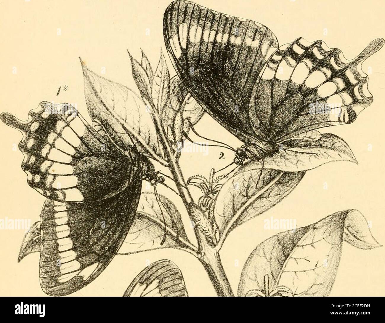 Lentiformes hi-res stock photography and images - Alamy