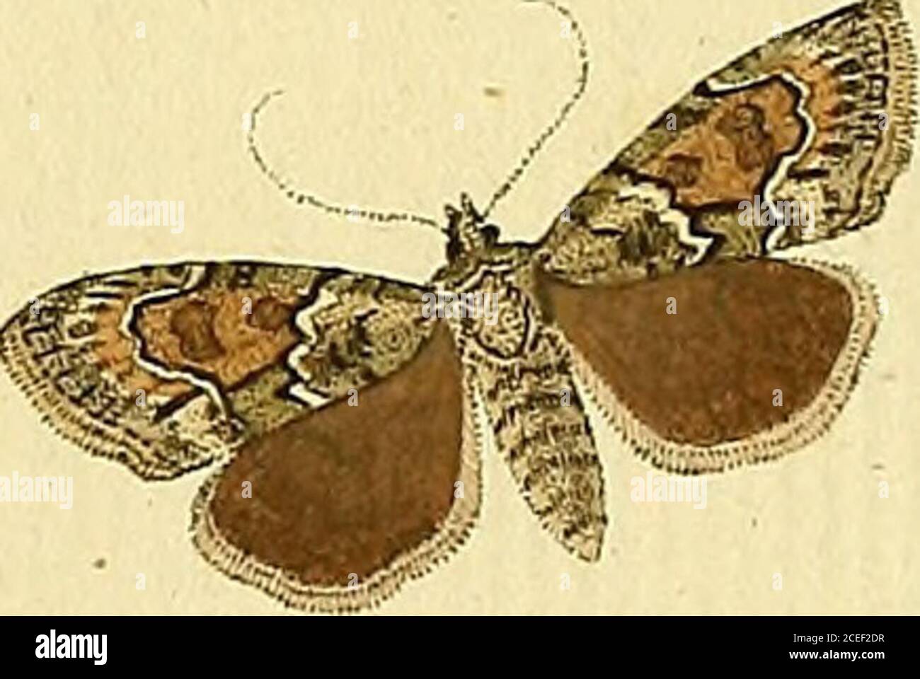 . Sammlung europscher Schmetterlinge, errichtet von Jacob Hner in Augsburg Stock Photo - Alamy