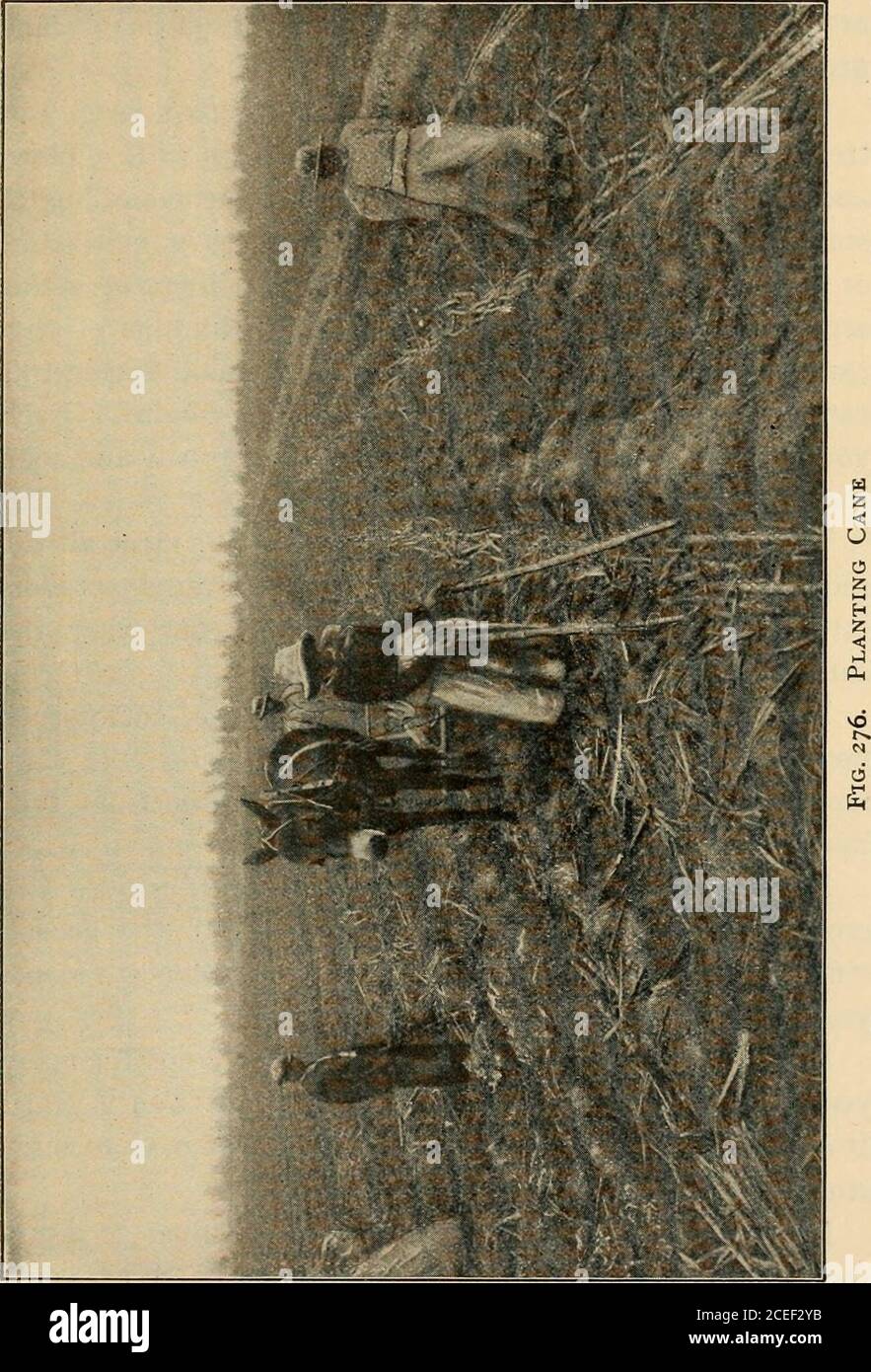 . Agriculture for beginners. Fig. 275. A Field of Cane prostrated by ...