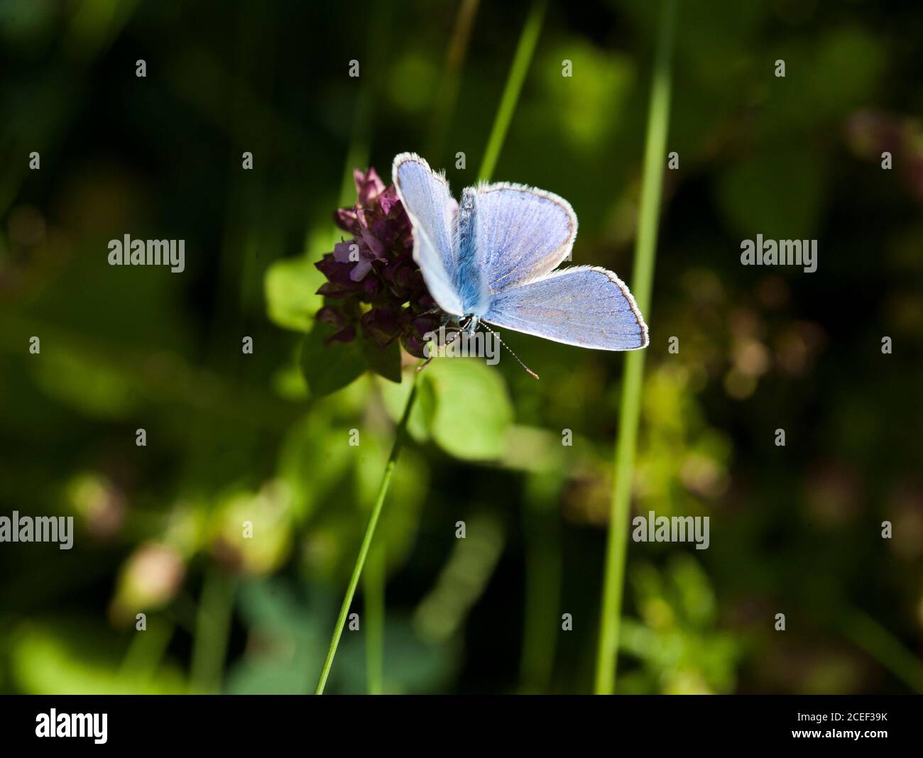 COMMON BLUE Butterfly Polyommatus Icarus Stock Photo - Alamy