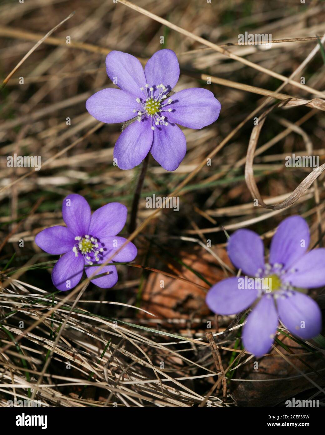 Anemone hepatica common hi-res stock photography and images - Alamy