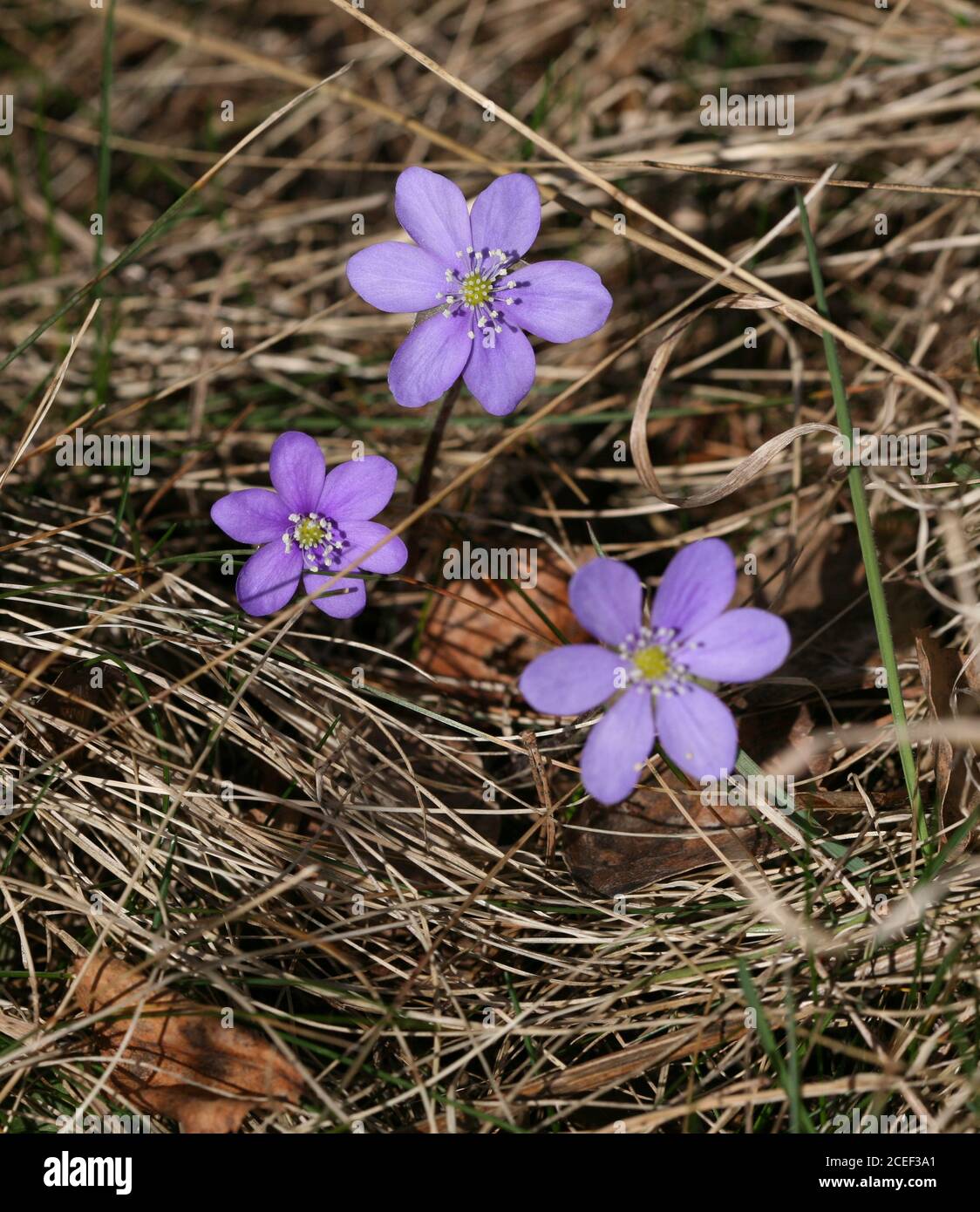 ANEMONE HEPATICA common hepatica Stock Photo - Alamy