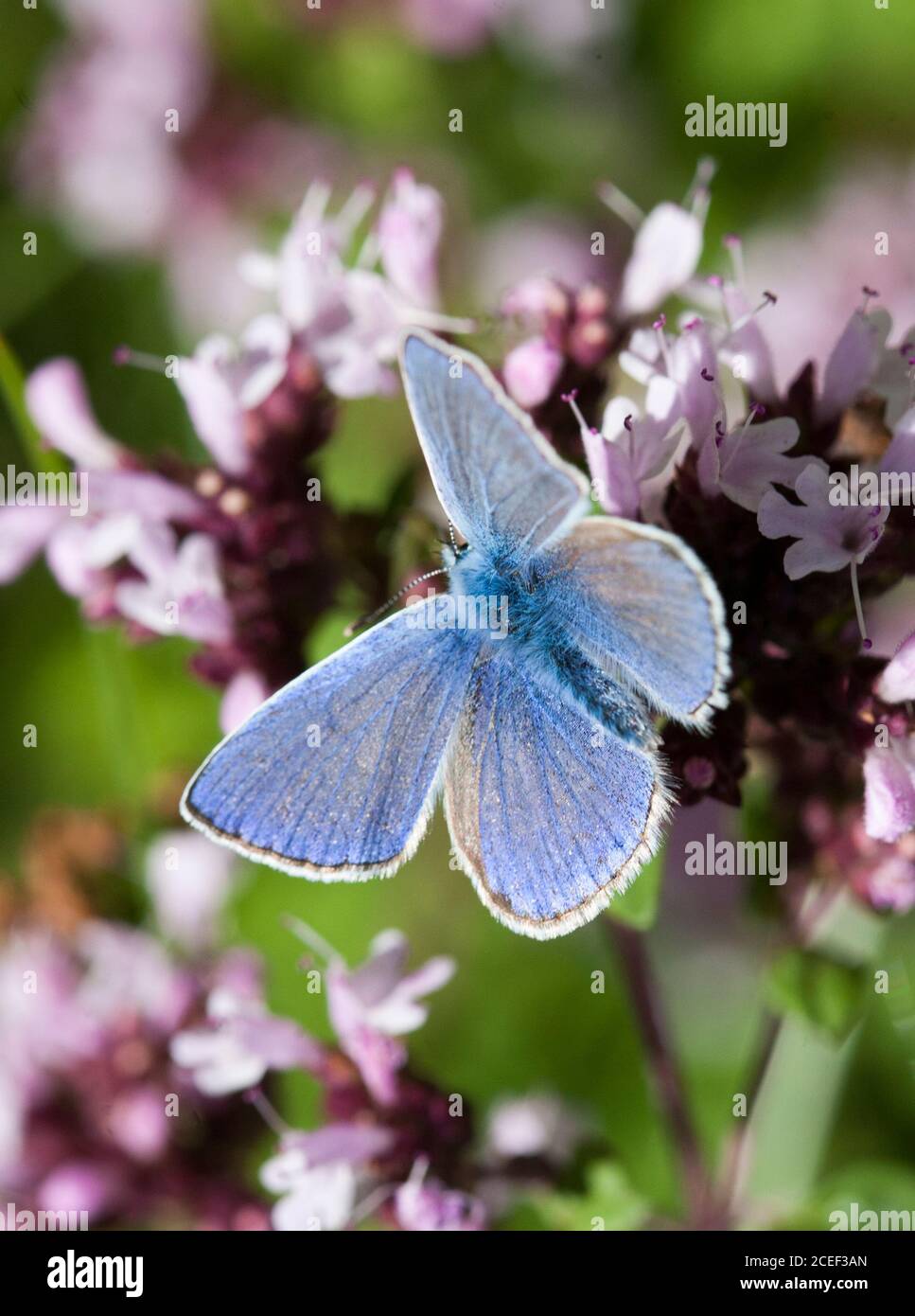 COMMON BLUE Butterfly Polyommatus Icarus Stock Photo - Alamy