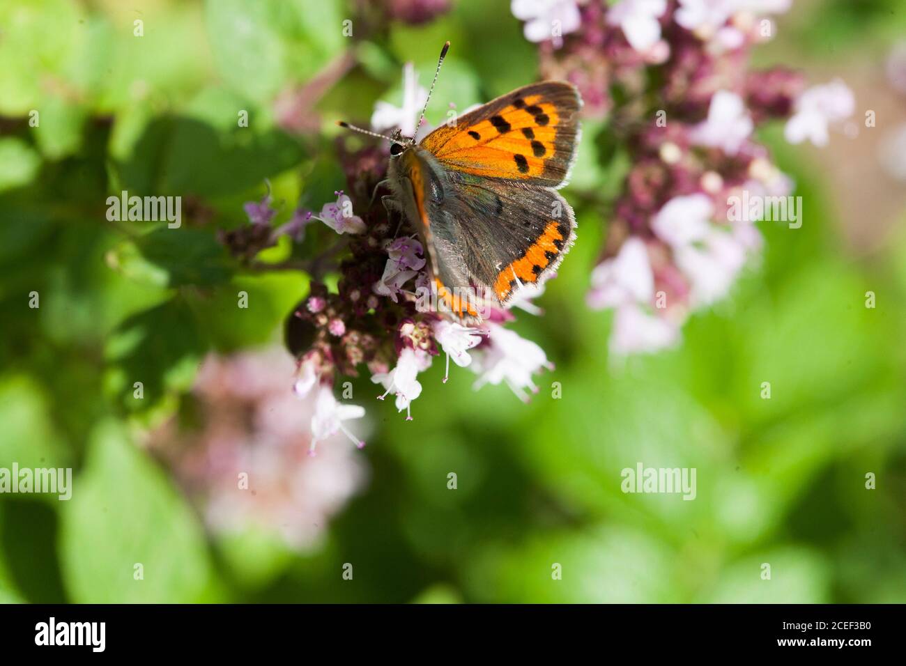 LYCAENA PHLAEAS Small copper butterfly Stock Photo - Alamy