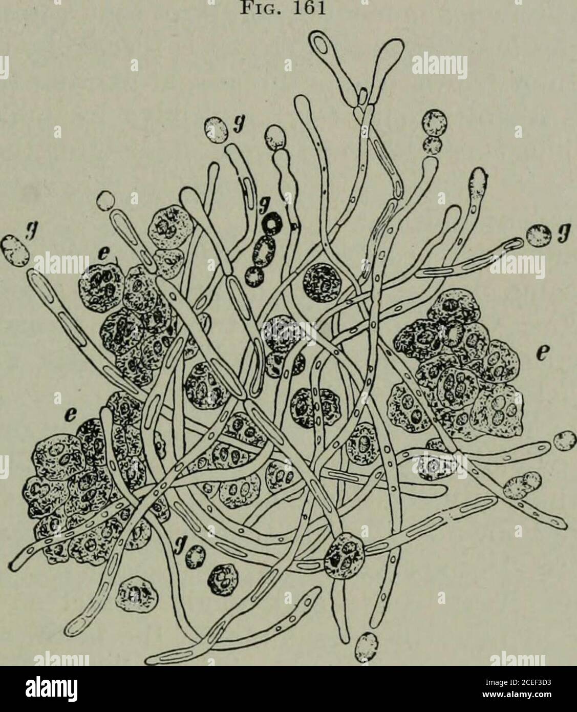 . Pathogenic micro-organisms, including bacteria and Protozoa; a ...