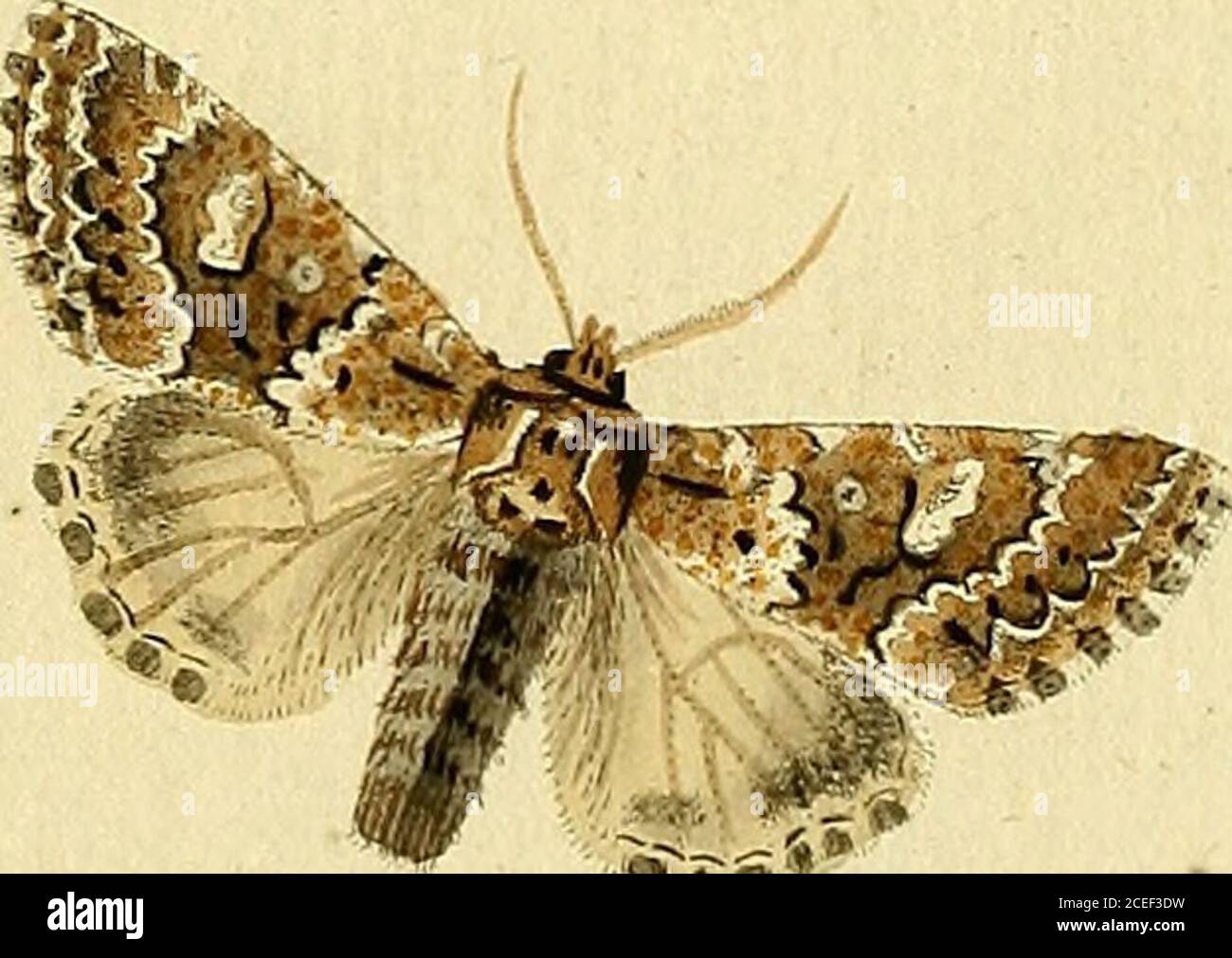 . Sammlung europscher Schmetterlinge, errichtet von Jacob Hner in Augsburg Stock Photo - Alamy