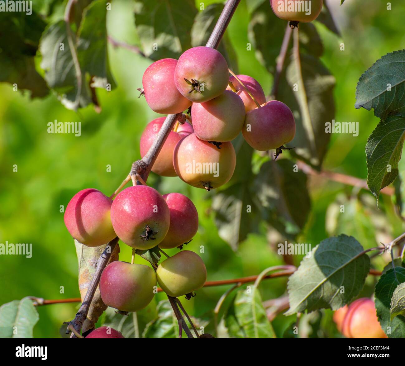 Beautiful ripe apples apple tree hi-res stock photography and images ...