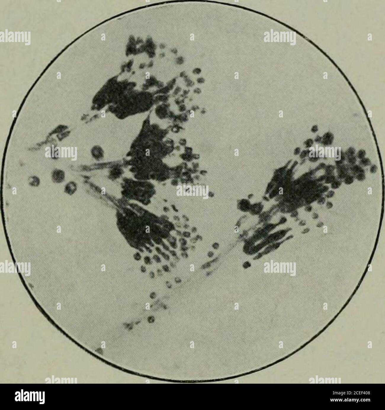 . Pathogenic micro-organisms, including bacteria and Protozoa; a ...