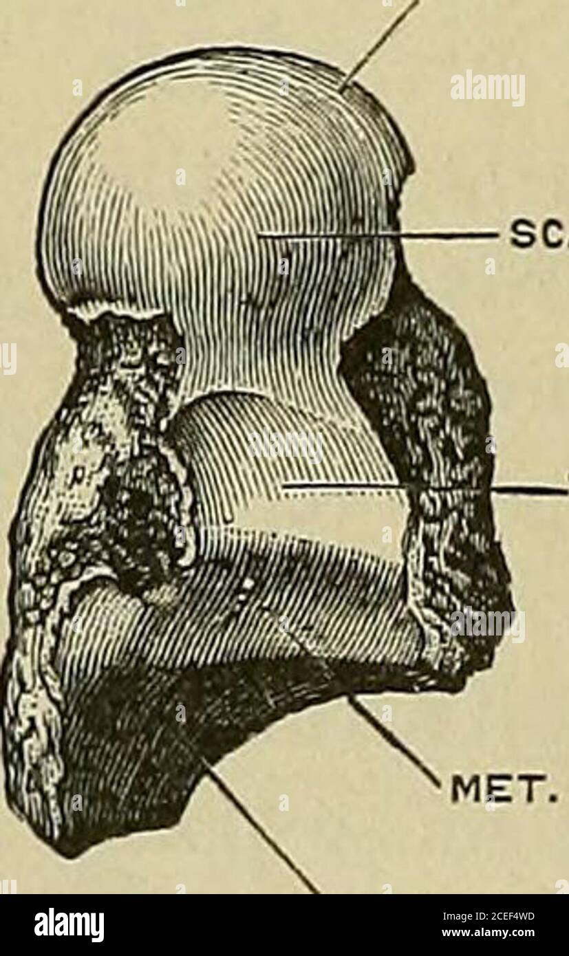 . Quain's Elements of anatomy. Fig. 107.—^RiGHT OS MAGNUM : A, inner ...