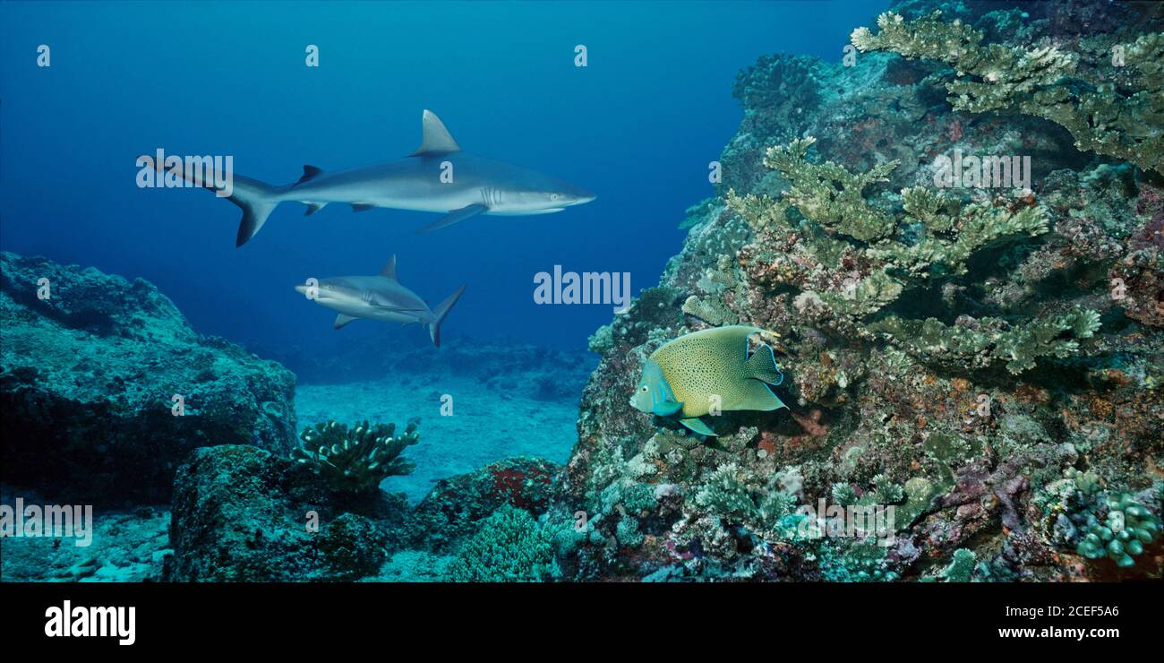 Shark diversity hi-res stock photography and images - Alamy
