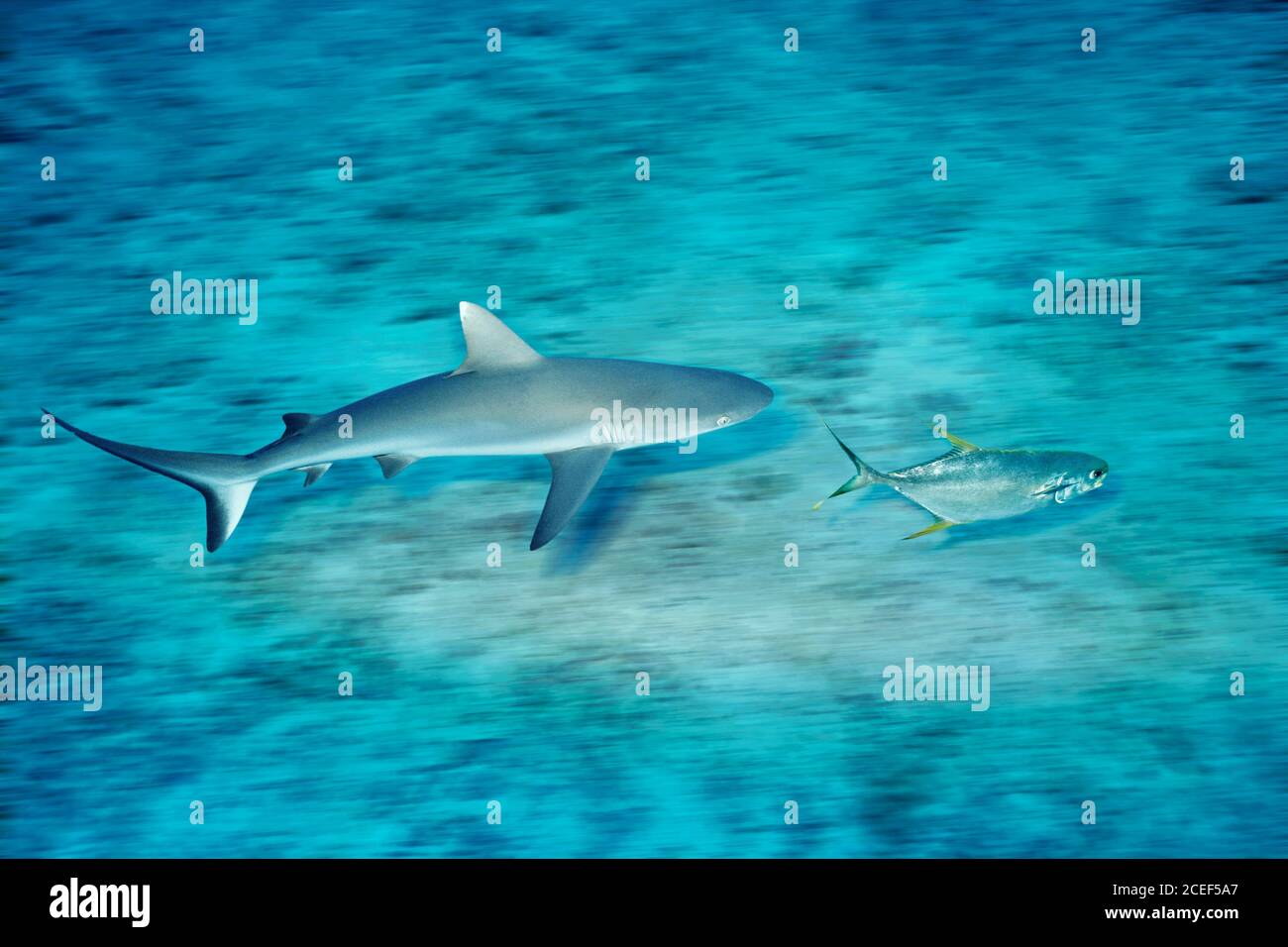 Natural selection, shark chasing fish concept Stock Photo - Alamy