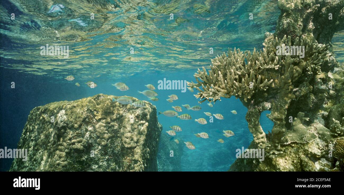 Shoal of fishes under the surface on coral reef Stock Photo - Alamy