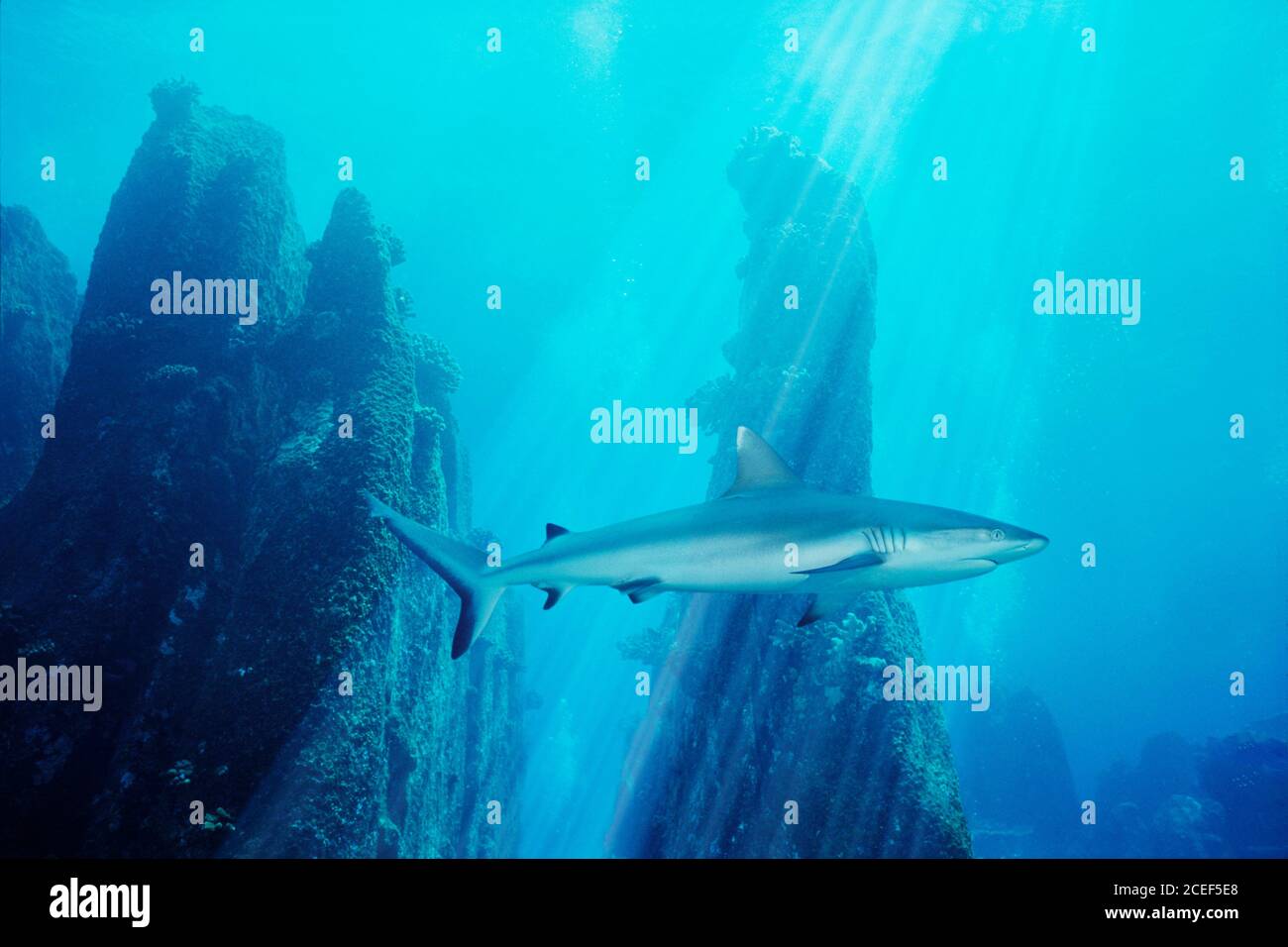 Danger grey reef shark hi-res stock photography and images - Alamy