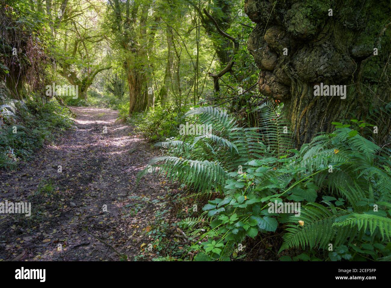 Dirt and stone path between ancient trees and ferns in Galician forests ...