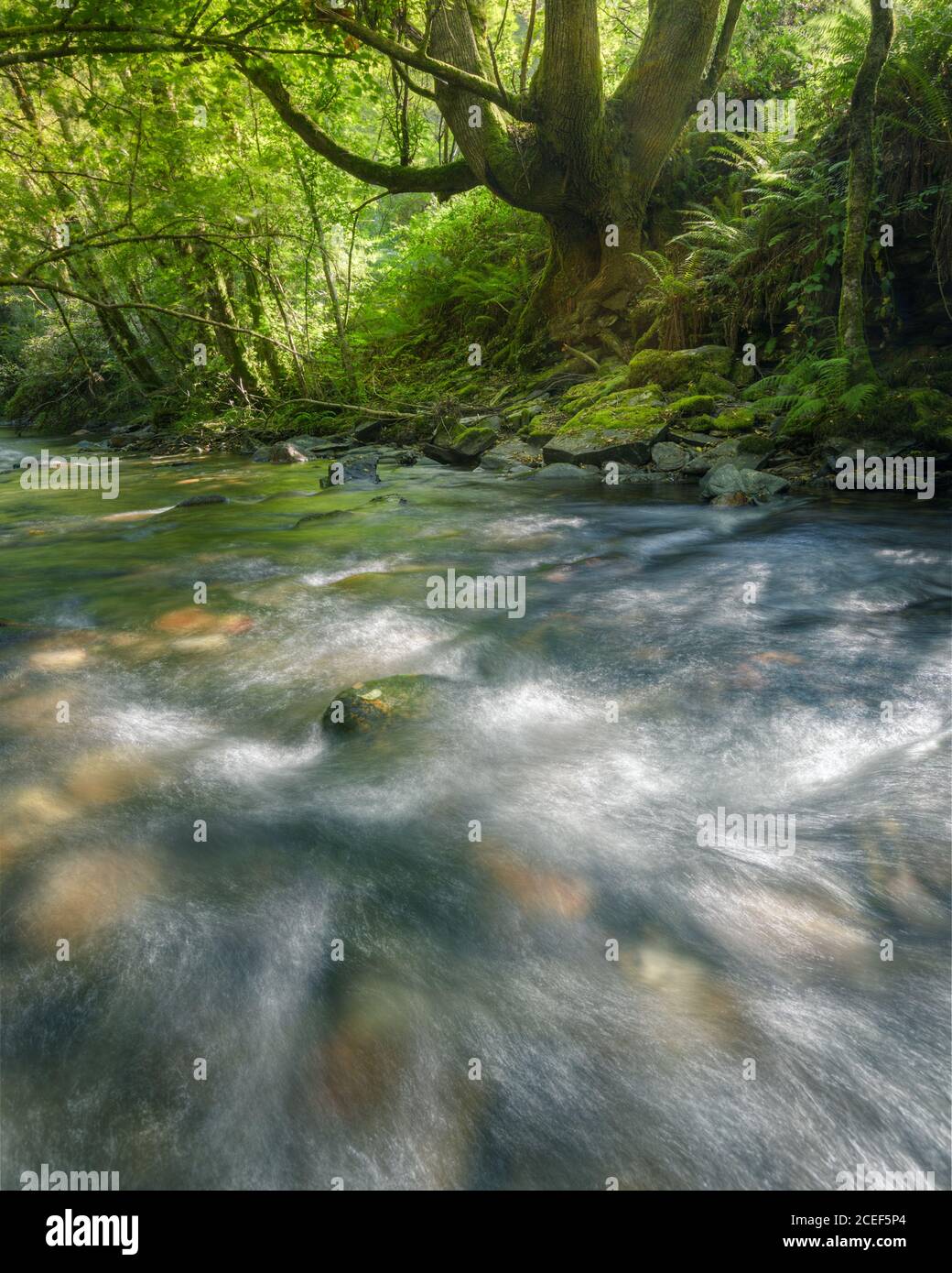 Massive chestnut tree anchored for centuries on the banks of a mighty ...