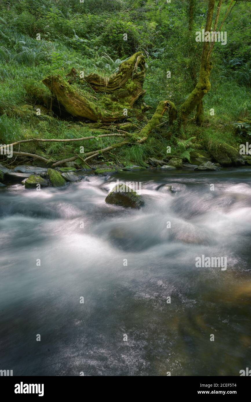Moss-covered tree trunks slowly decompose on the bank of a river in ...